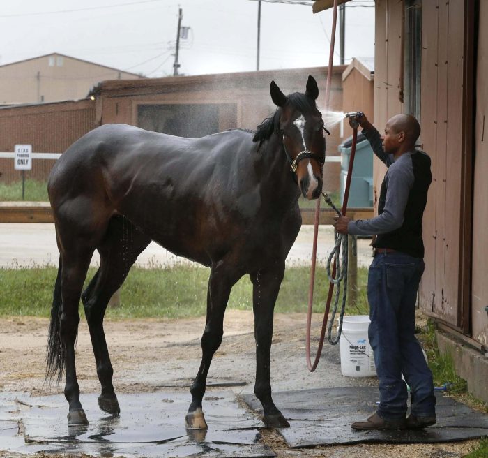 Horse Meds Online | Equine Pharmacy | Supplies for Horses
