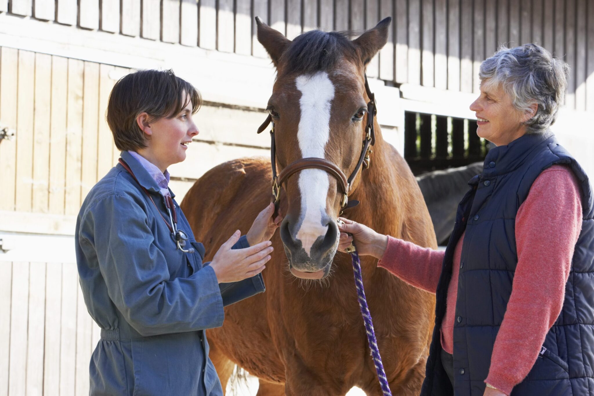 Pain Management in Horses: Best Treatment Options & Therapies